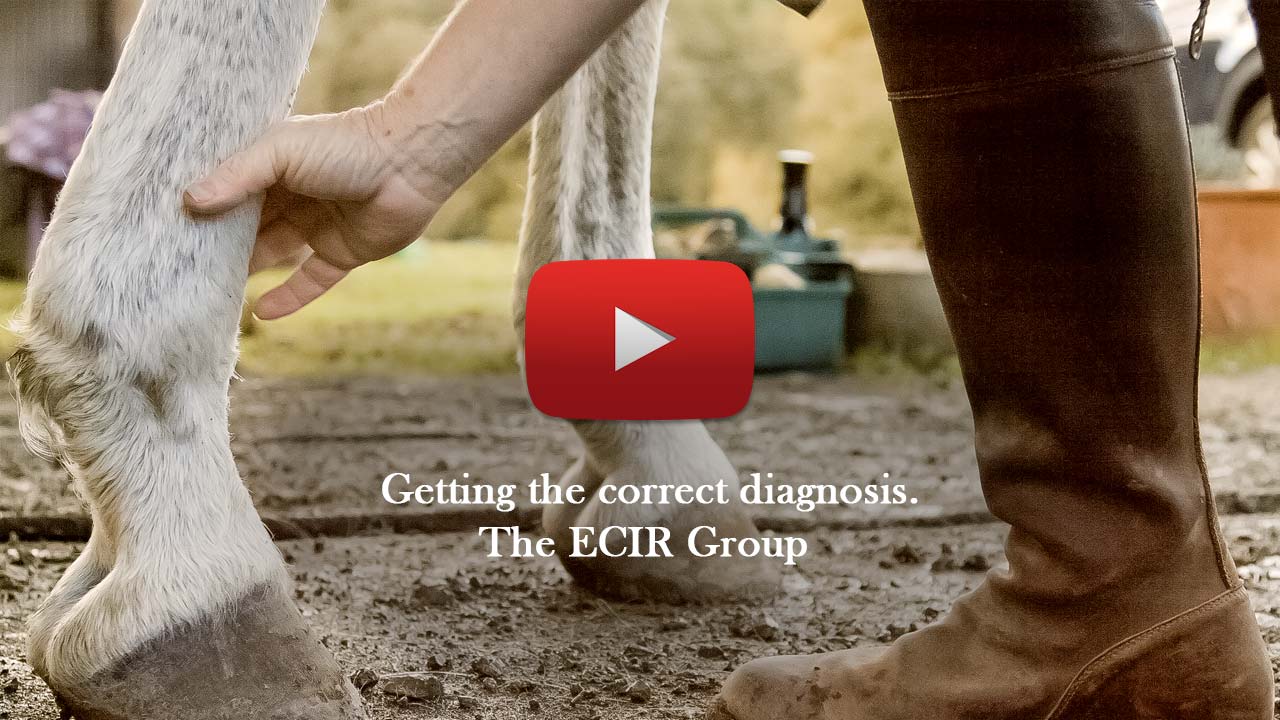 Equine Cushings & Insulin Resistance Group | ECIR Group, Inc.